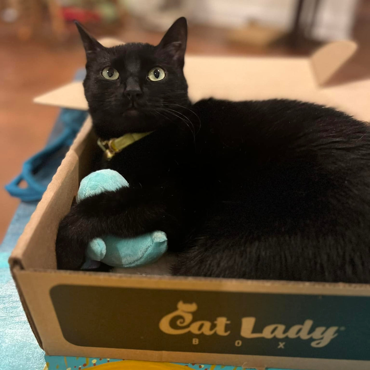 CatLady.com | Cat Lover Subscription Box and Gifts for Cat Lovers – Cat ...