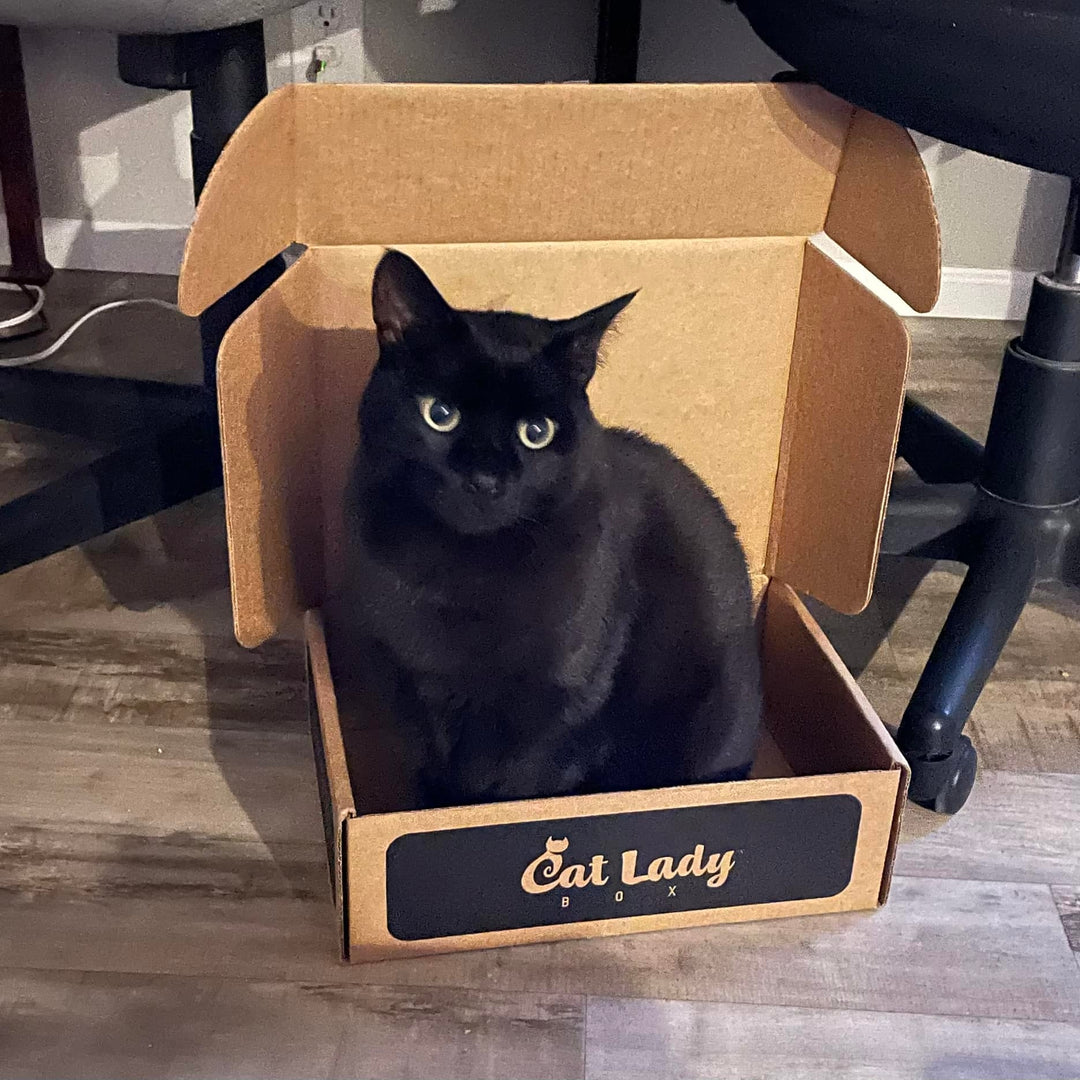 Dec-2025 – Cat Lady