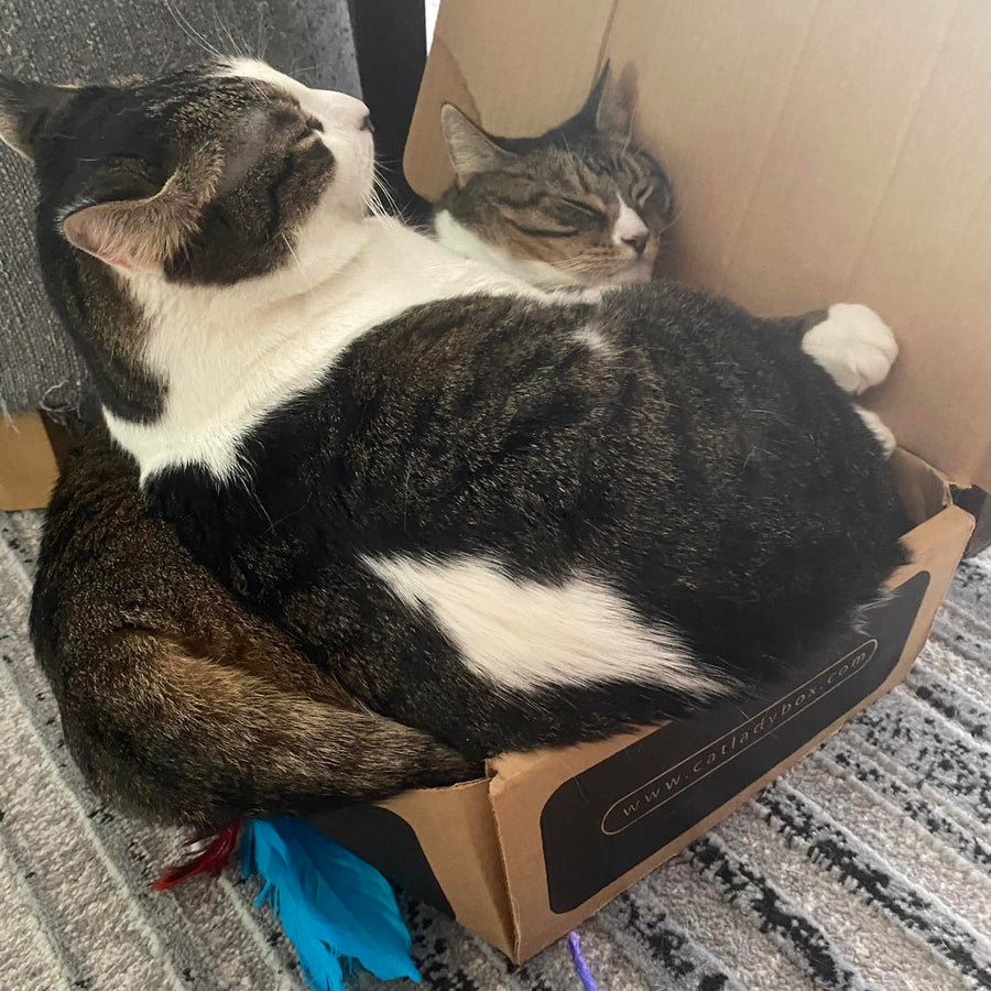 Cat Lady Box – Monthly Subscription Box for Cat Lovers & Their Cats ...